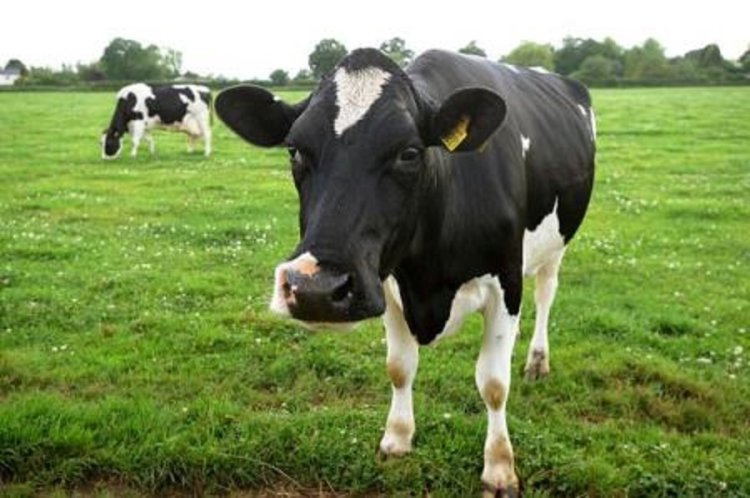 Urukiko rwategetse Umusaza wabuze inkwano y'umuhungu we guteza cyamura ...